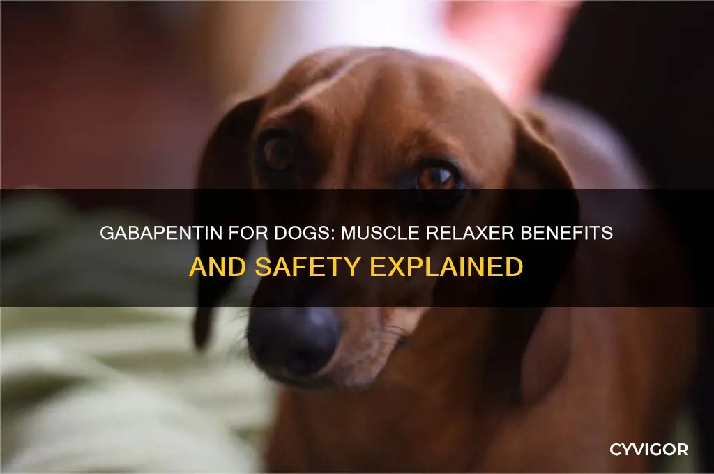 Gabapentin For Dogs: Muscle Relaxer Benefits And Safety Explained | CyVigor