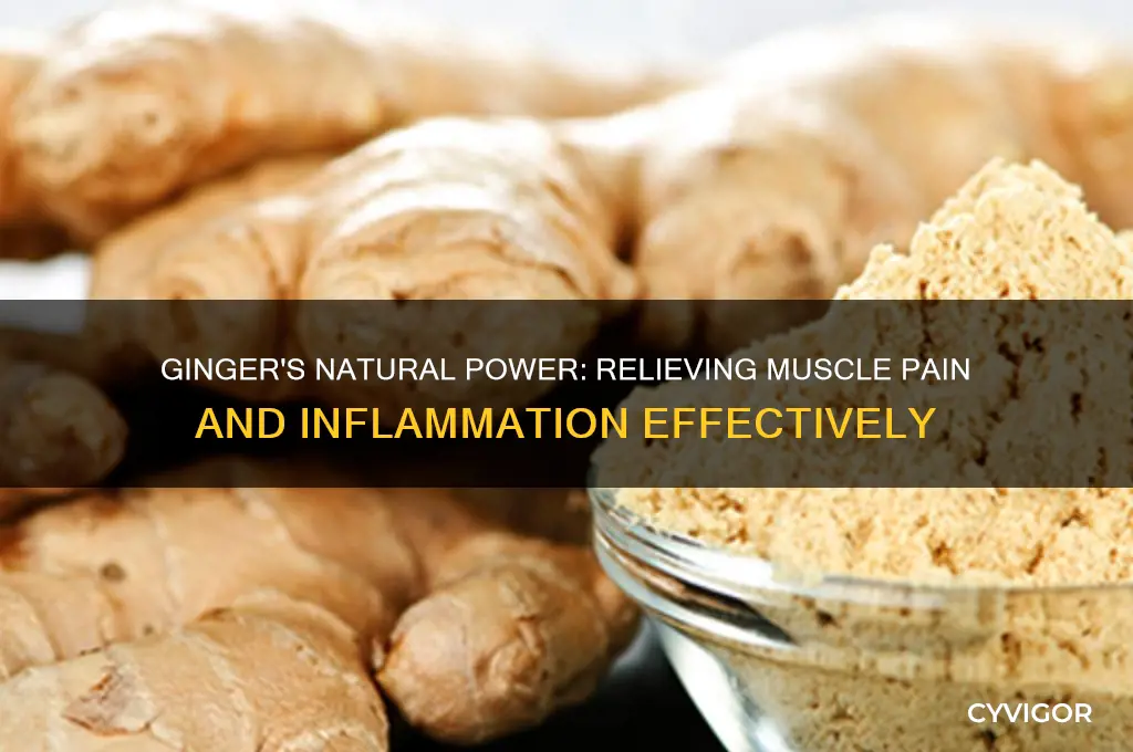 Ginger's Natural Power: Relieving Muscle Pain And Inflammation ...