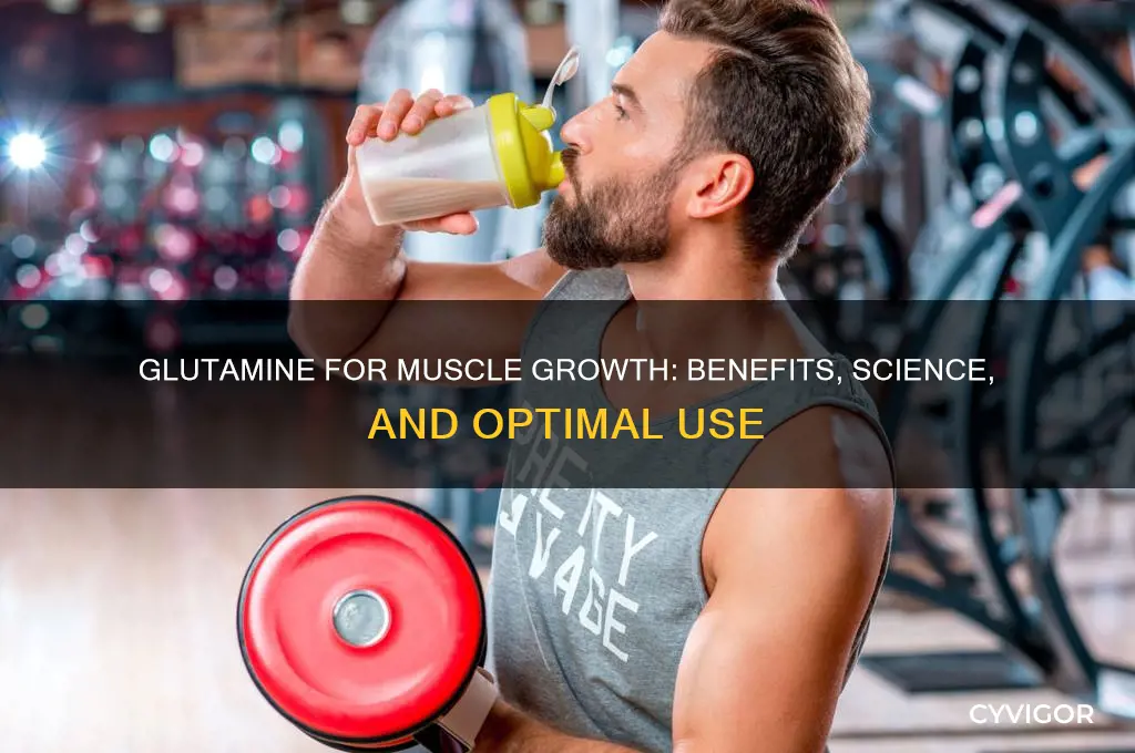 Glutamine For Muscle Growth: Benefits, Science, And Optimal Use | CyVigor
