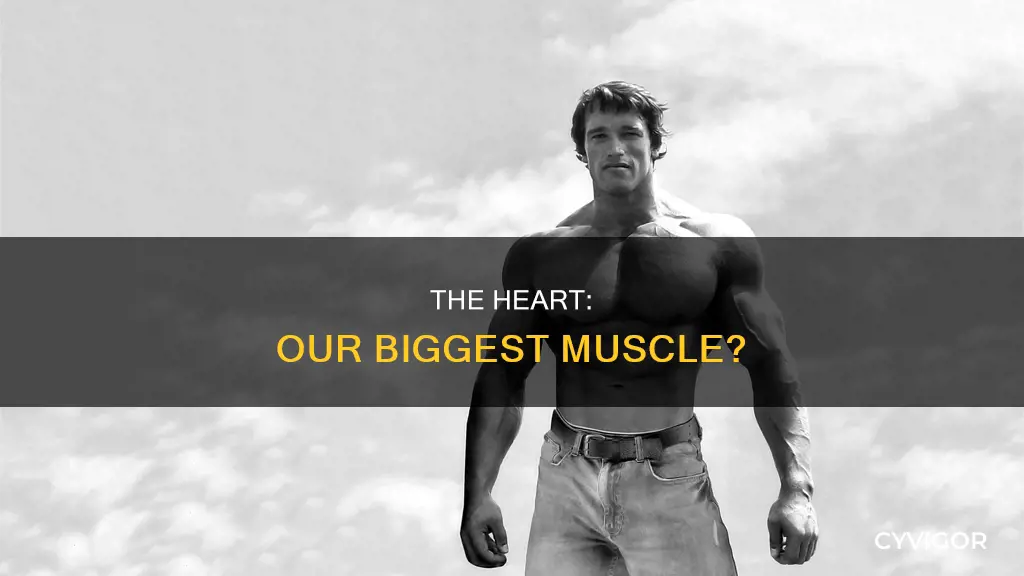 The Heart: Our Biggest Muscle? | CyVigor