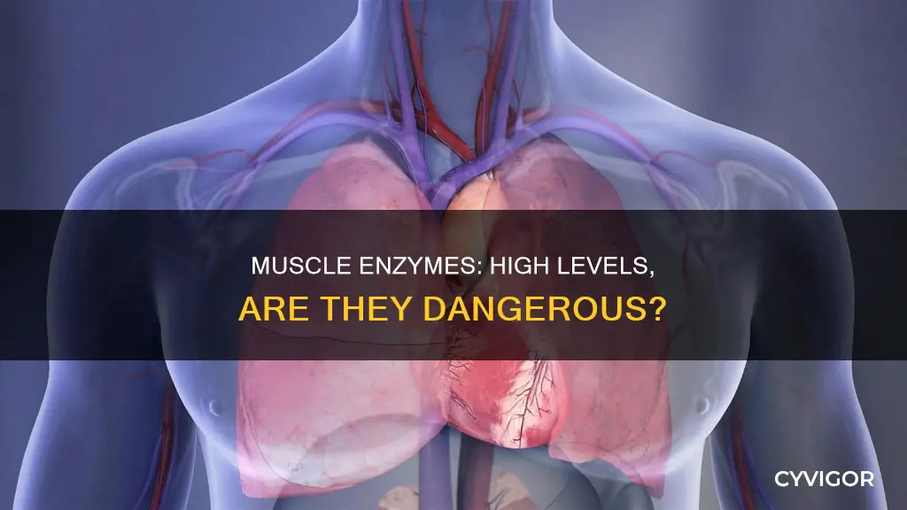 Muscle Enzymes: High Levels, Are They Dangerous? | CyVigor