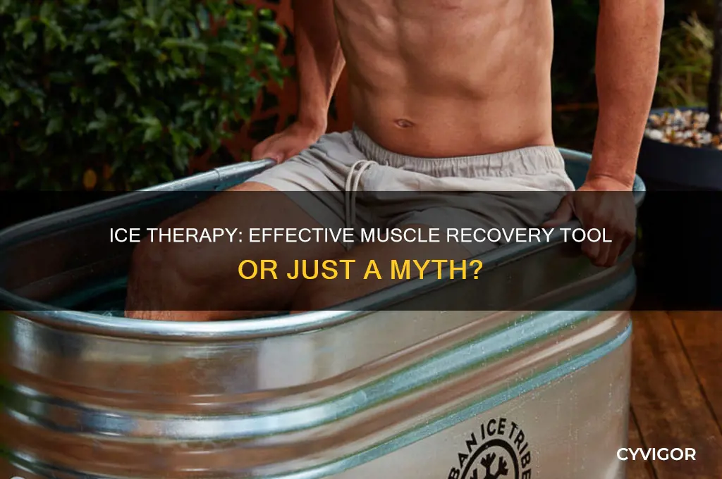 Ice Therapy: Effective Muscle Recovery Tool Or Just A Myth? | CyVigor