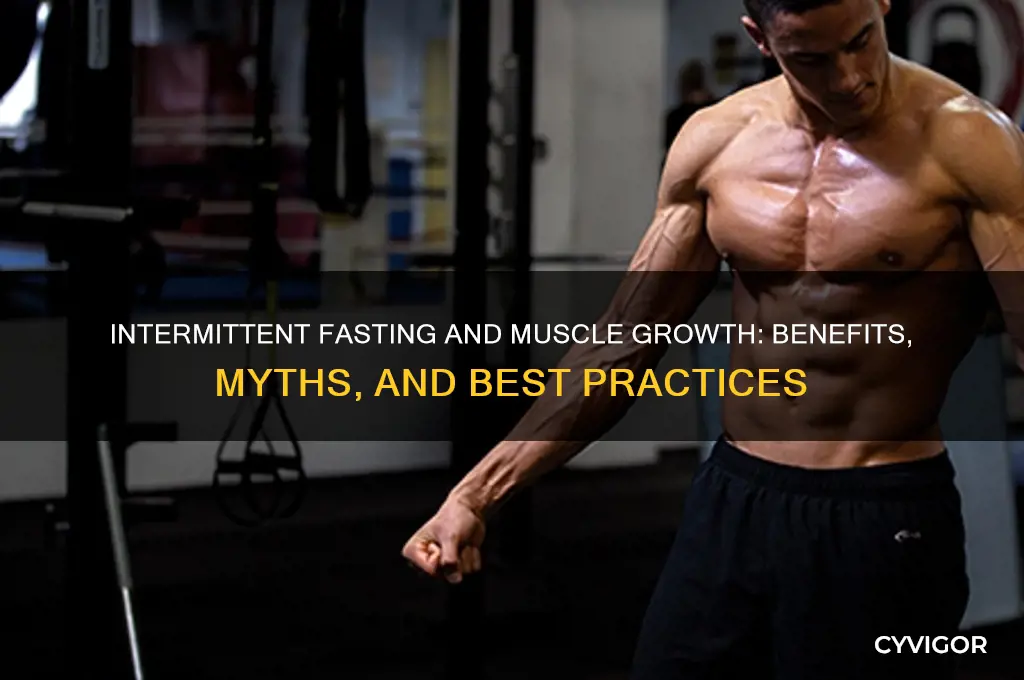 Intermittent Fasting And Muscle Growth: Benefits, Myths, And Best ...