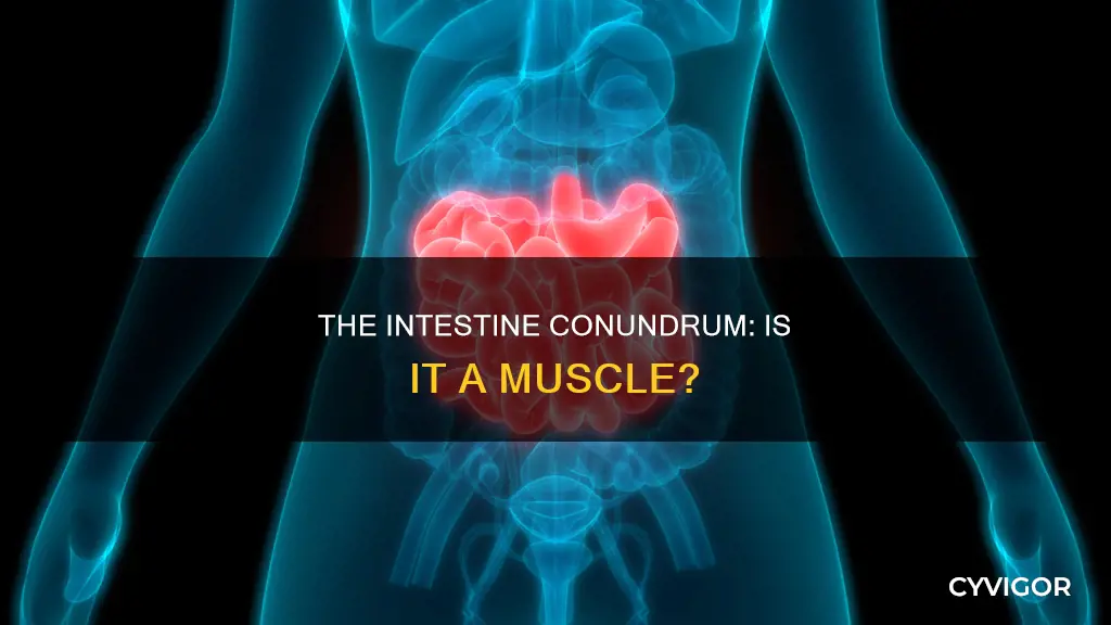 The Intestine Conundrum: Is It A Muscle? | CyVigor
