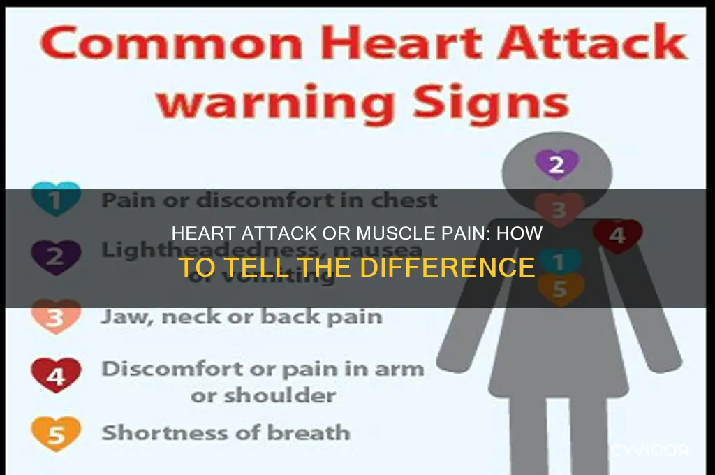 Heart Attack Or Muscle Pain: How To Tell The Difference | CyVigor