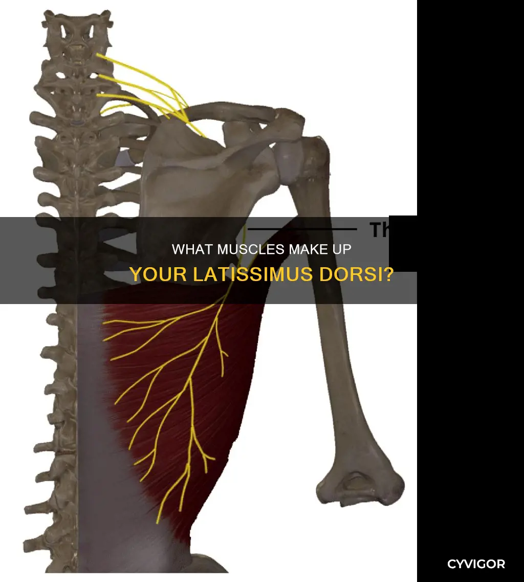 What Muscles Make Up Your Latissimus Dorsi? | CyVigor