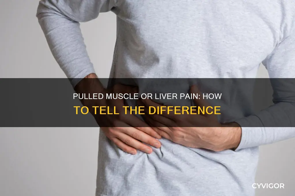 Pulled Muscle Or Liver Pain: How To Tell The Difference | CyVigor
