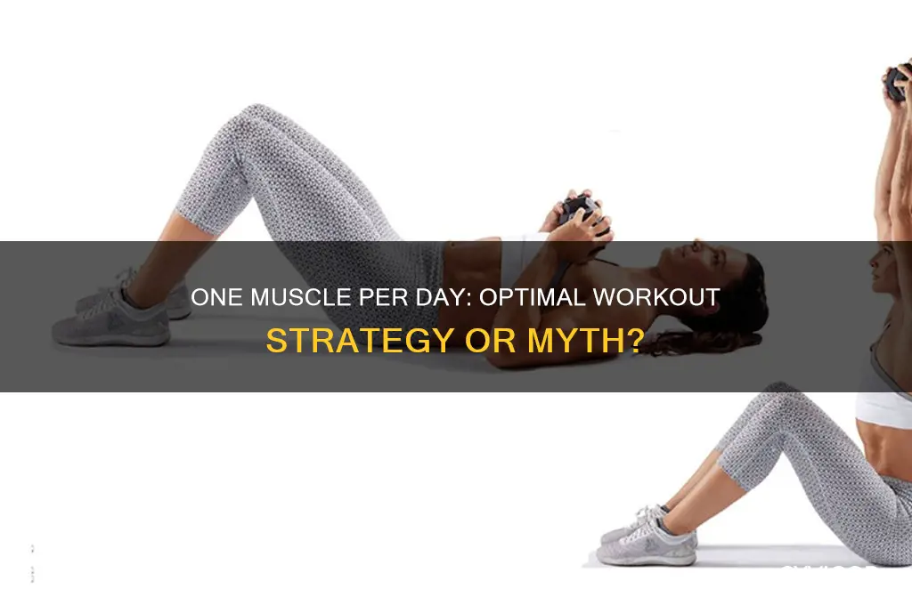 One Muscle Per Day: Optimal Workout Strategy Or Myth? | CyVigor