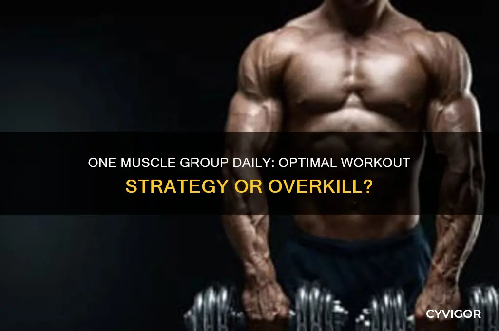 One Muscle Group Daily: Optimal Workout Strategy Or Overkill? | CyVigor