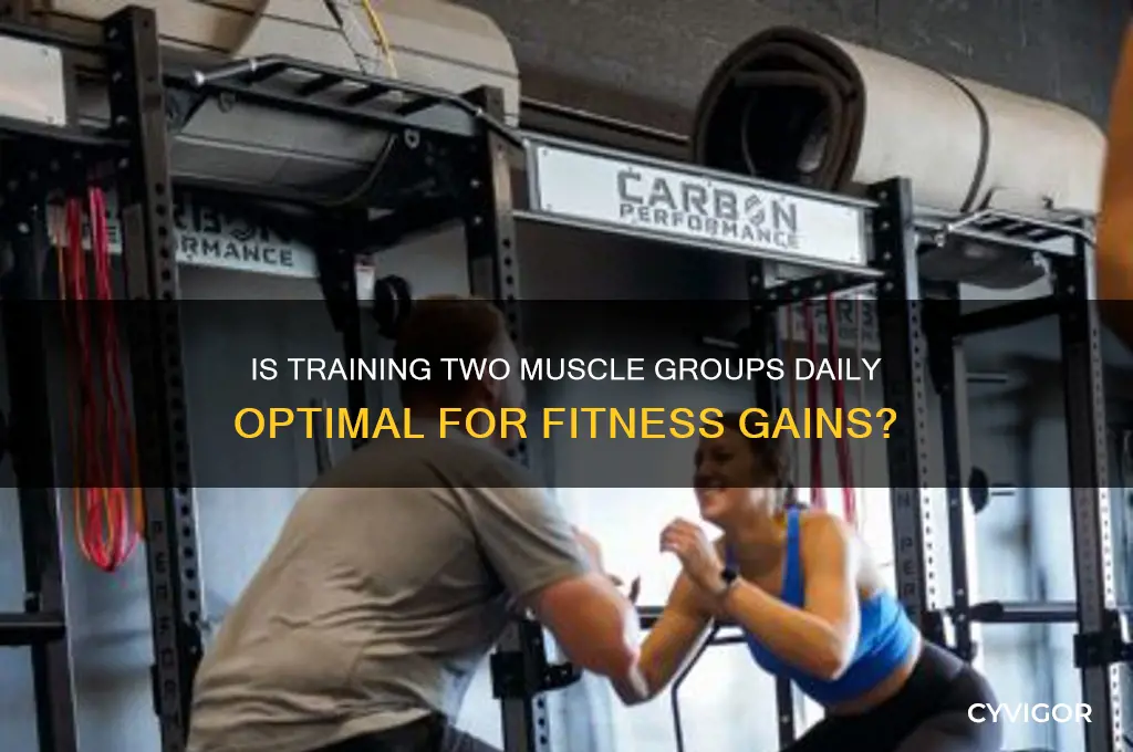 Is Training Two Muscle Groups Daily Optimal For Fitness Gains? | CyVigor