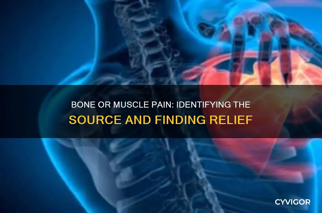 Bone Or Muscle Pain: Identifying The Source And Finding Relief | CyVigor
