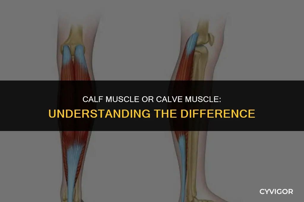 Calf Muscle Or Calve Muscle: Understanding The Difference | CyVigor