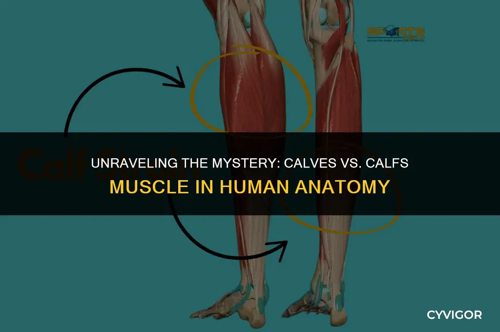 Unraveling The Mystery: Calves Vs. Calfs Muscle In Human Anatomy | CyVigor
