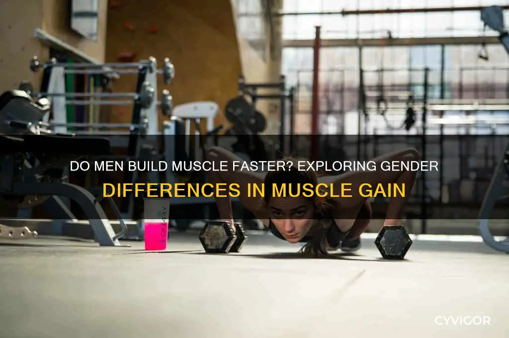 Do Men Build Muscle Faster? Exploring Gender Differences In Muscle Gain ...