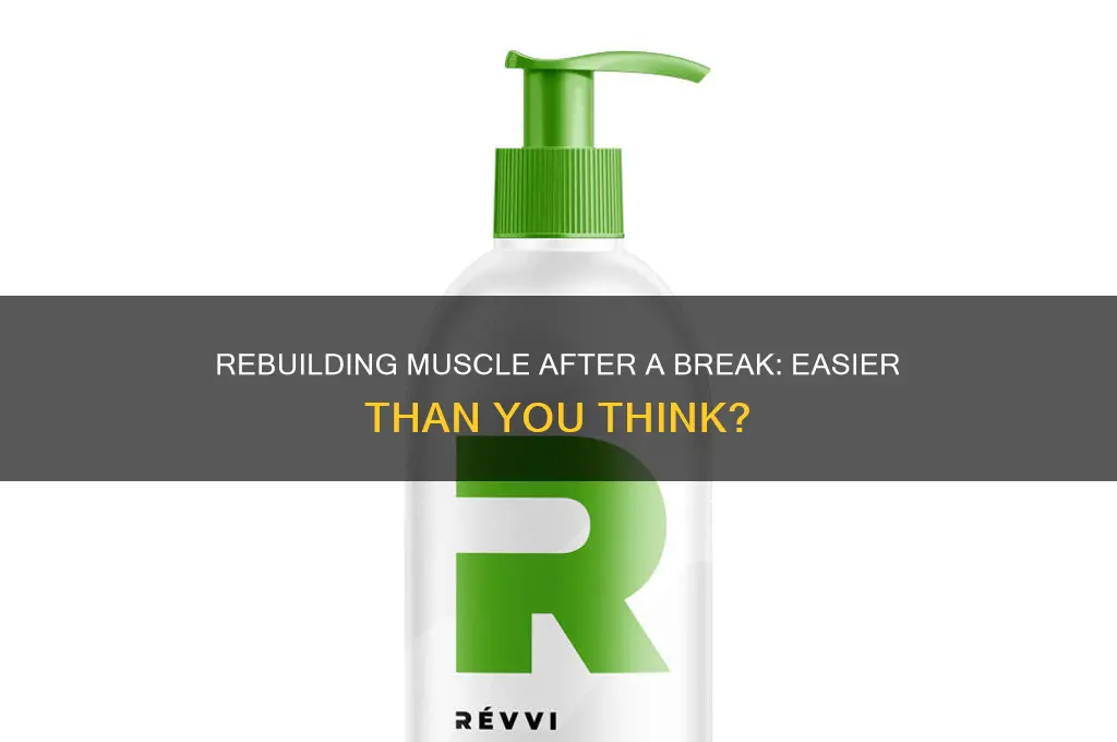 Rebuilding Muscle After A Break: Easier Than You Think? | CyVigor