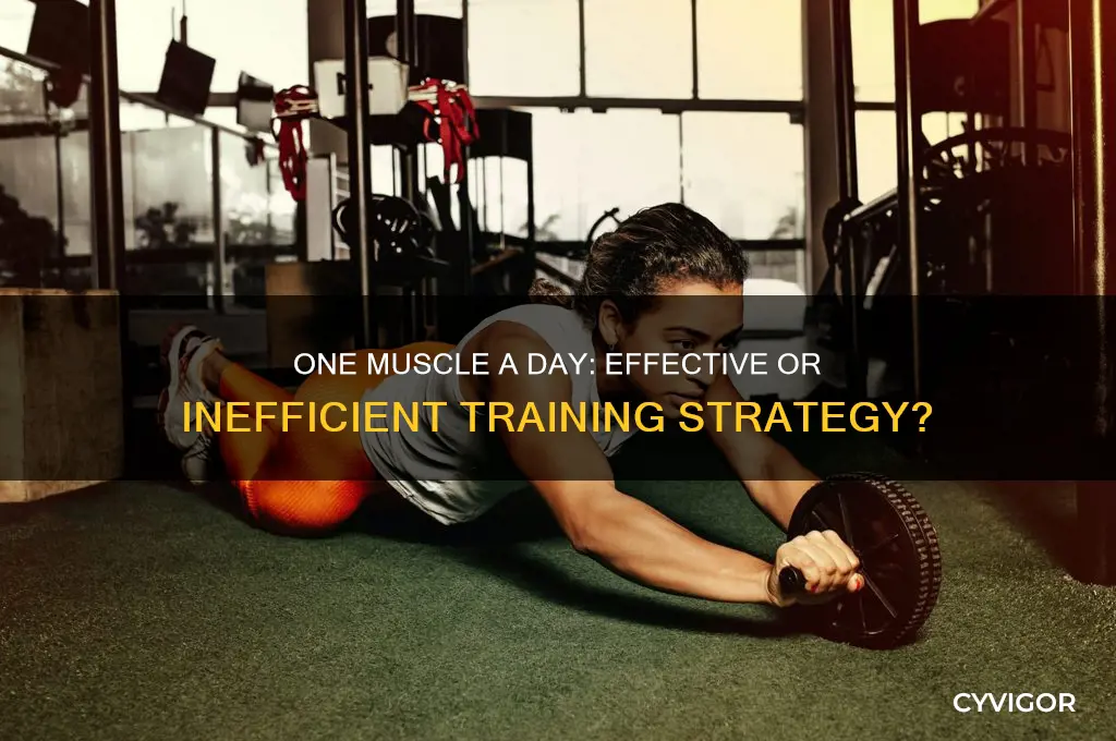 One Muscle A Day: Effective Or Inefficient Training Strategy? | CyVigor