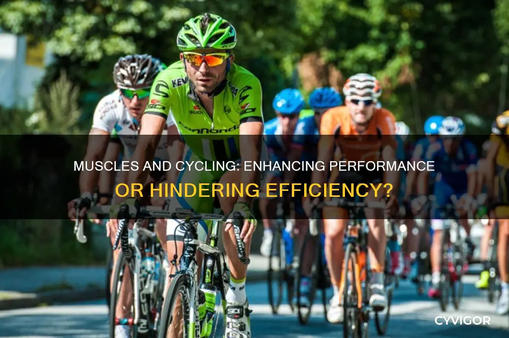Muscles And Cycling: Enhancing Performance Or Hindering Efficiency ...