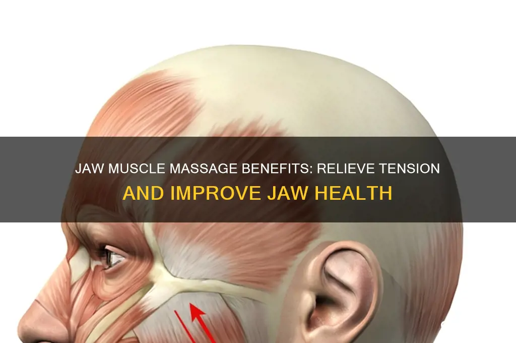 Jaw Muscle Massage Benefits: Relieve Tension And Improve Jaw Health ...