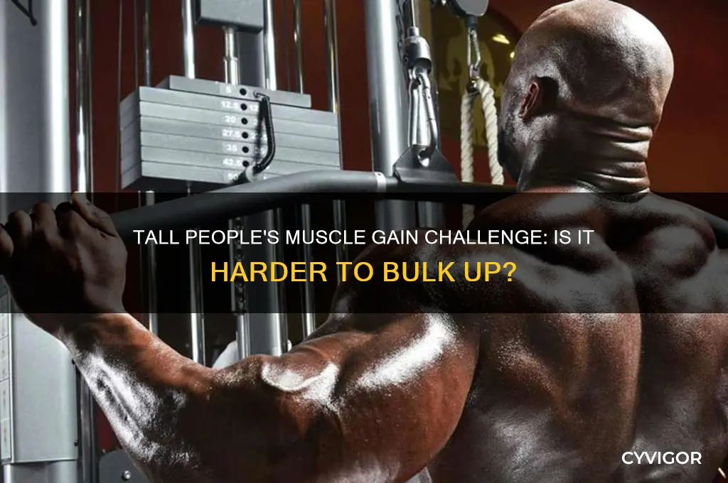Tall People's Muscle Gain Challenge: Is It Harder To Bulk Up? | CyVigor