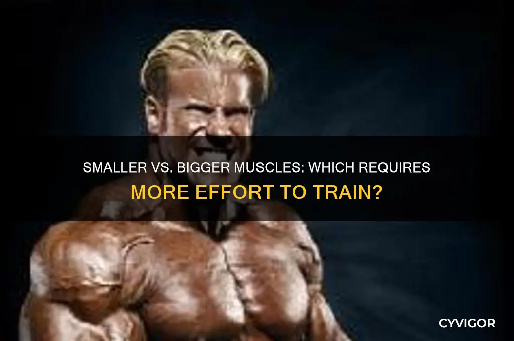 Smaller Vs. Bigger Muscles: Which Requires More Effort To Train? | CyVigor