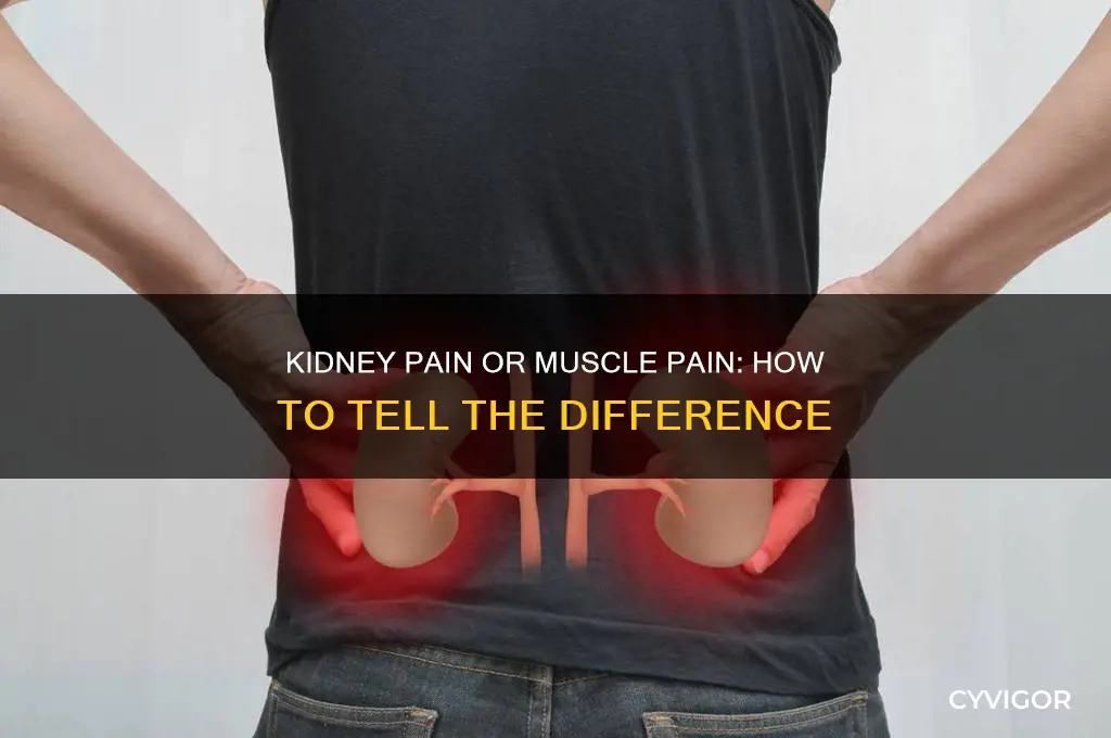 Kidney Pain Or Muscle Pain: How To Tell The Difference | CyVigor