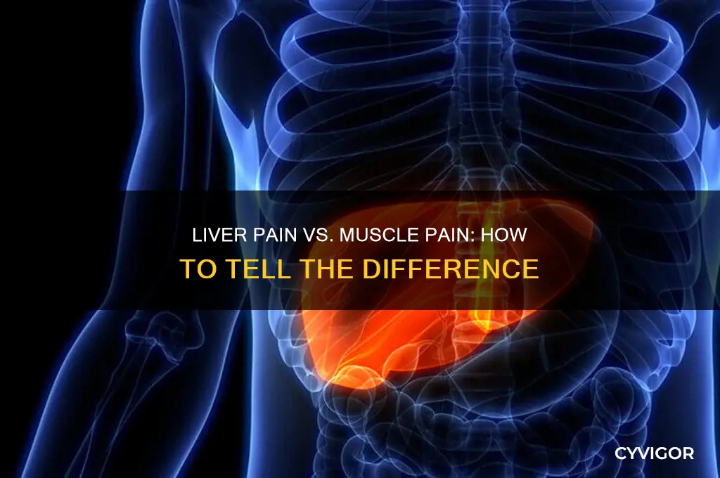 Liver Pain Vs. Muscle Pain: How To Tell The Difference | CyVigor