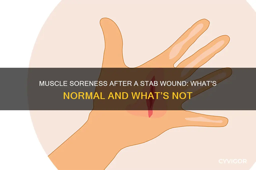 Muscle Soreness After A Stab Wound: What’S Normal And What’S Not | CyVigor
