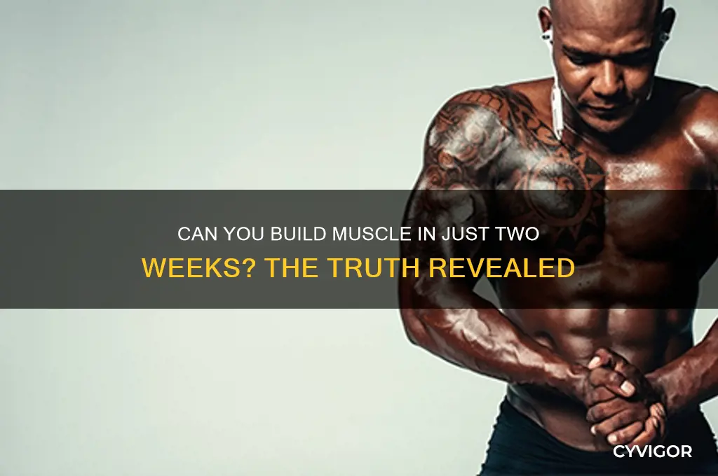 Can You Build Muscle In Just Two Weeks? The Truth Revealed | CyVigor