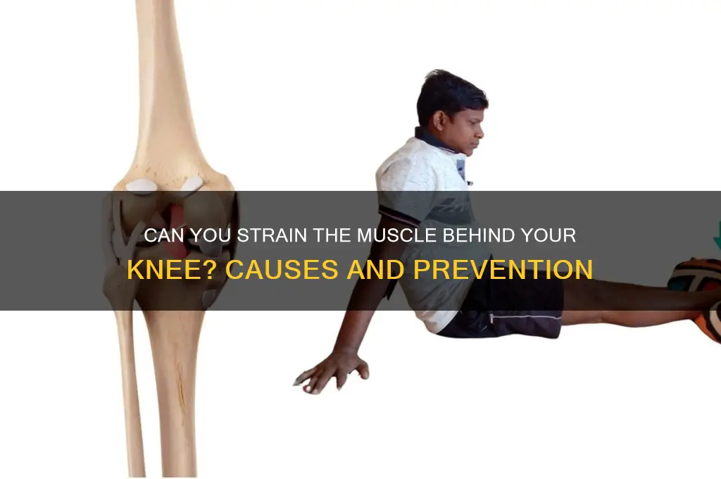 Can You Strain The Muscle Behind Your Knee? Causes And Prevention | CyVigor