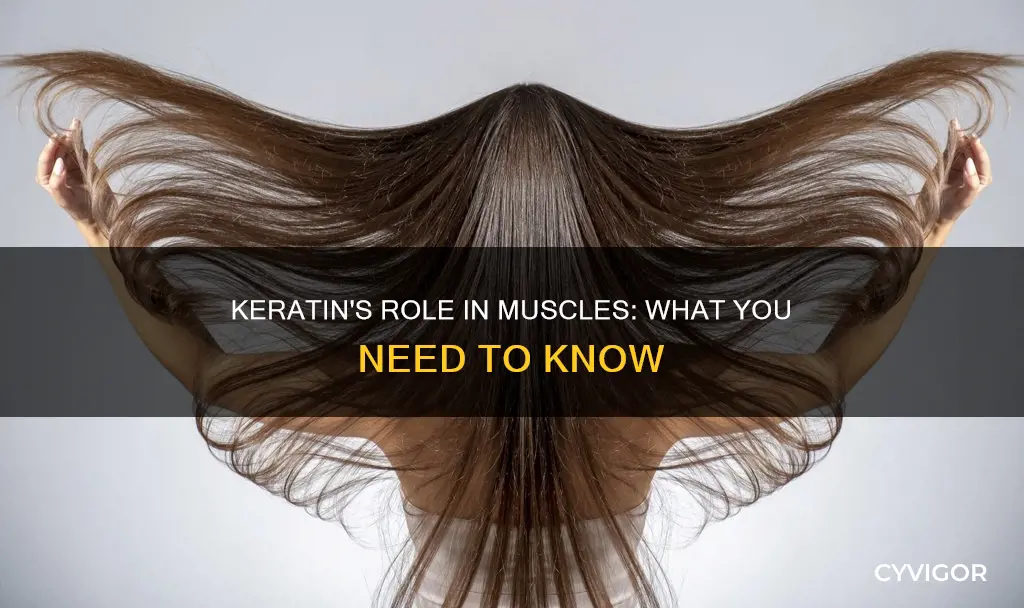 Keratin's Role In Muscles: What You Need To Know | CyVigor