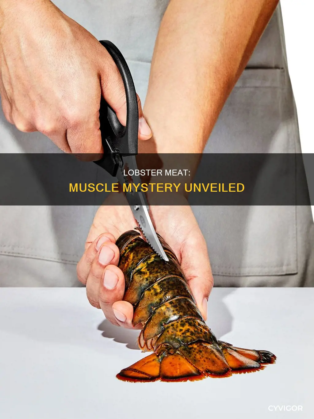 Lobster Meat: Muscle Mystery Unveiled | CyVigor