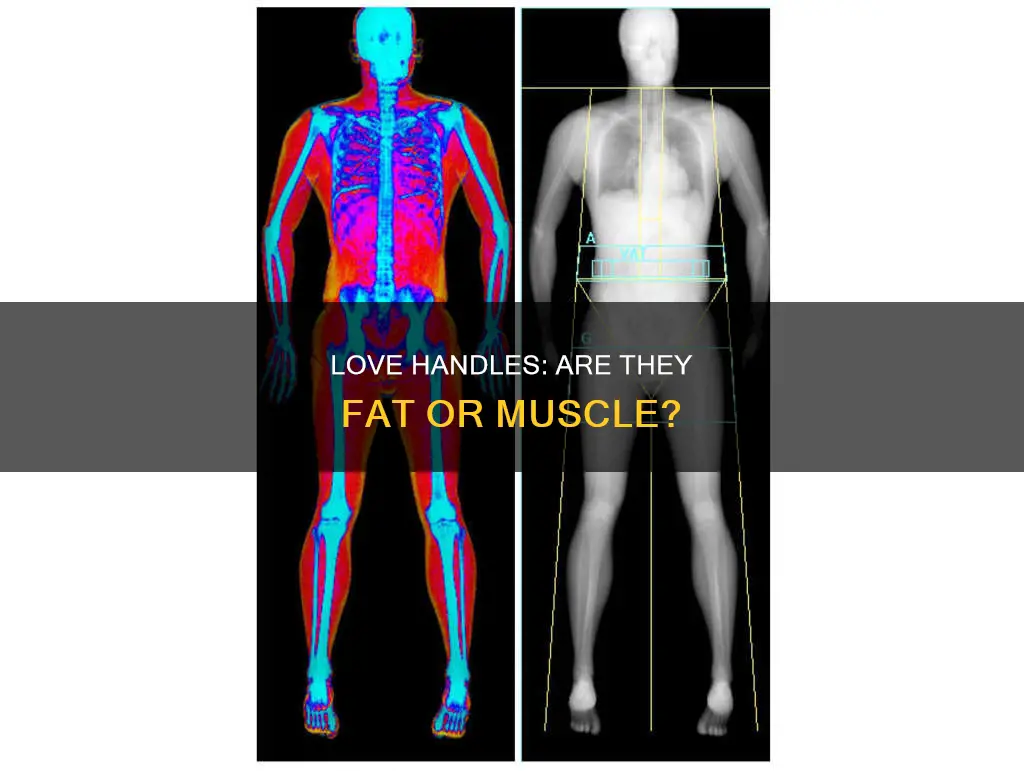 Love Handles: Are They Fat Or Muscle? | CyVigor