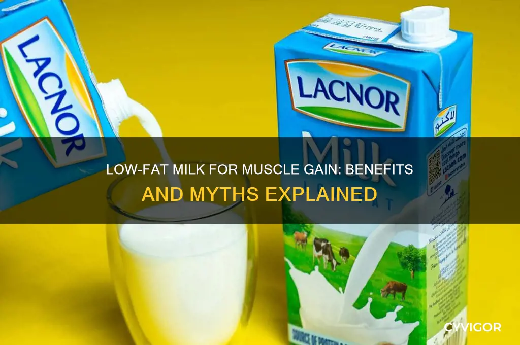 Low-Fat Milk For Muscle Gain: Benefits And Myths Explained | CyVigor