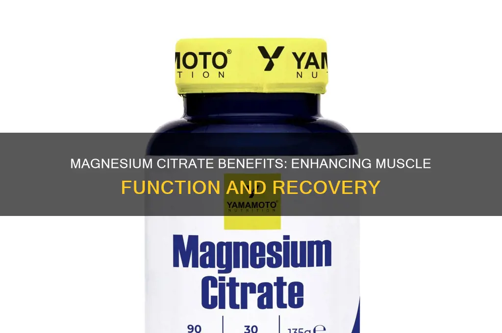 Magnesium Citrate Benefits: Enhancing Muscle Function And Recovery ...