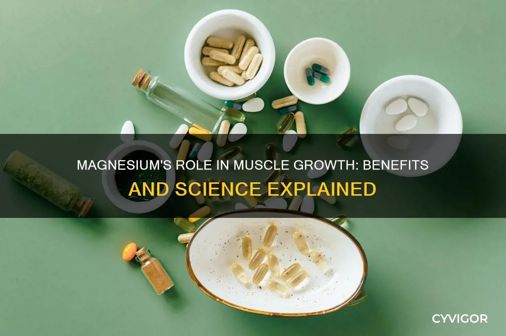 Magnesium's Role In Muscle Growth: Benefits And Science Explained | CyVigor