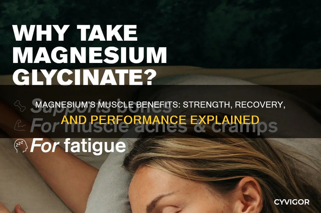 Magnesium's Muscle Benefits: Strength, Recovery, And Performance ...