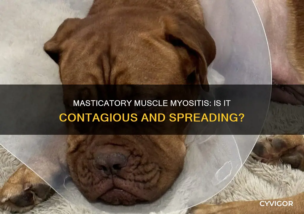 Masticatory Muscle Myositis: Is It Contagious And Spreading? | CyVigor
