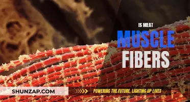 The Mighty Masseter: Strongest Muscle In The Body? | CyVigor