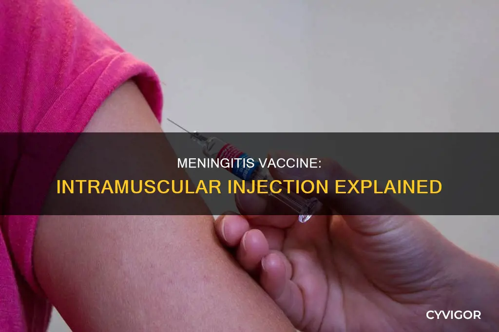 Meningitis Vaccine: Intramuscular Injection Explained | CyVigor