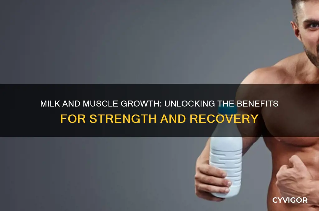 Milk And Muscle Growth: Unlocking The Benefits For Strength And ...