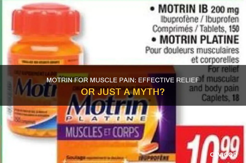 Motrin For Muscle Pain: Effective Relief Or Just A Myth? | CyVigor