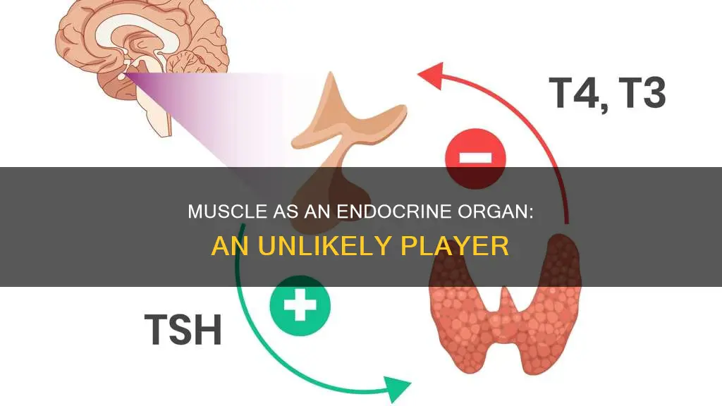Muscle As An Endocrine Organ: An Unlikely Player | CyVigor