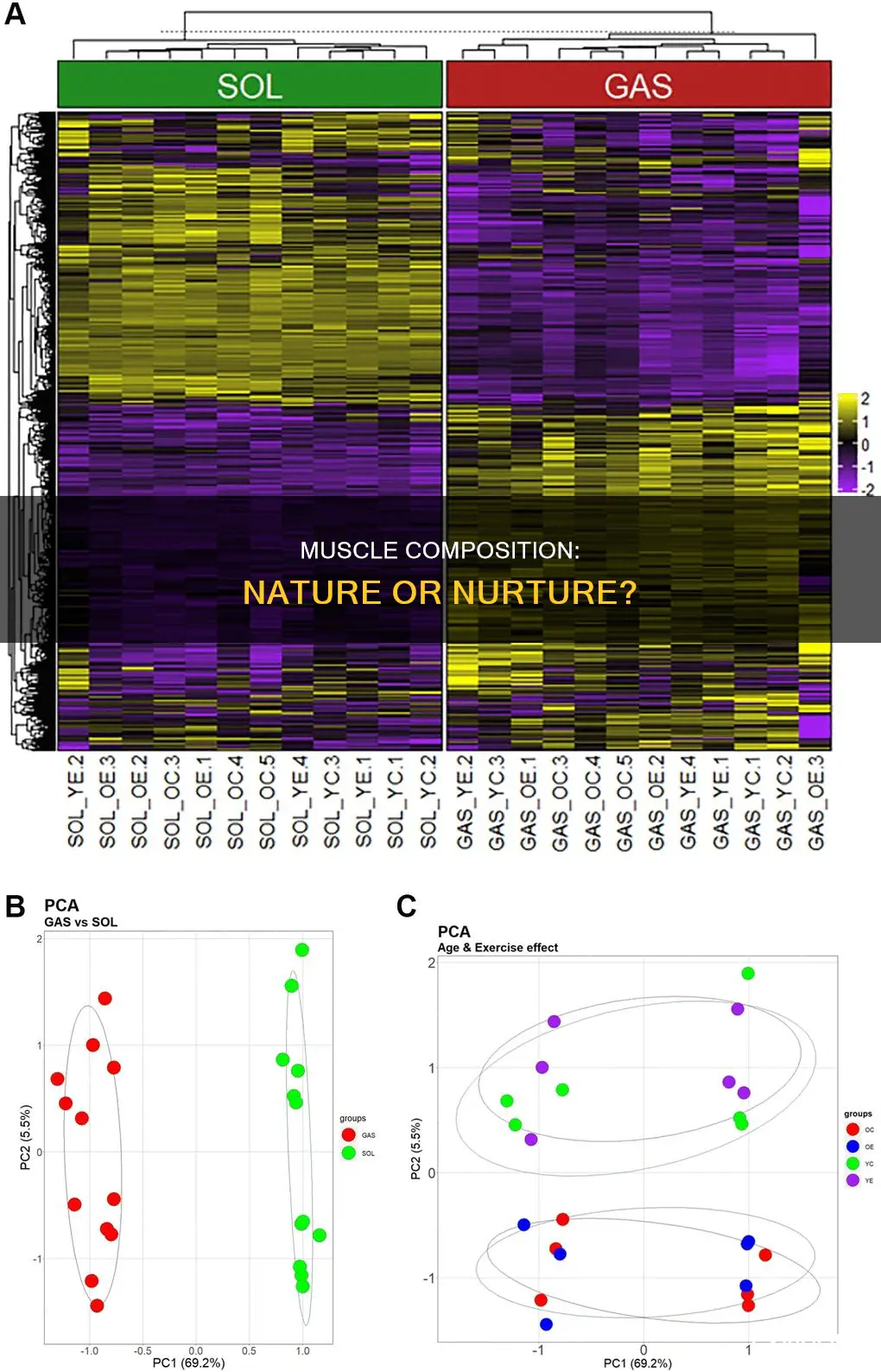 Muscle Composition: Nature Or Nurture? | CyVigor