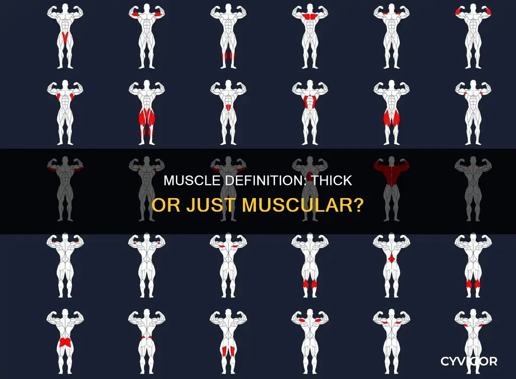 Muscle Definition: Thick Or Just Muscular? | CyVigor