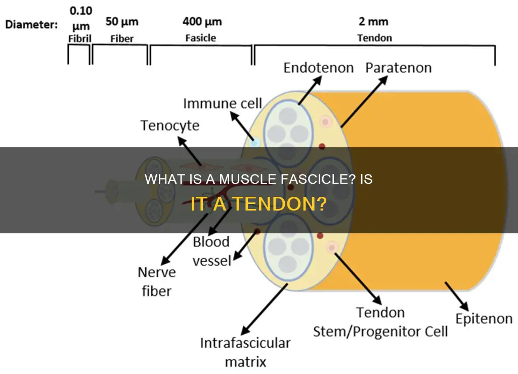 What Is A Muscle Fascicle? Is It A Tendon? | CyVigor