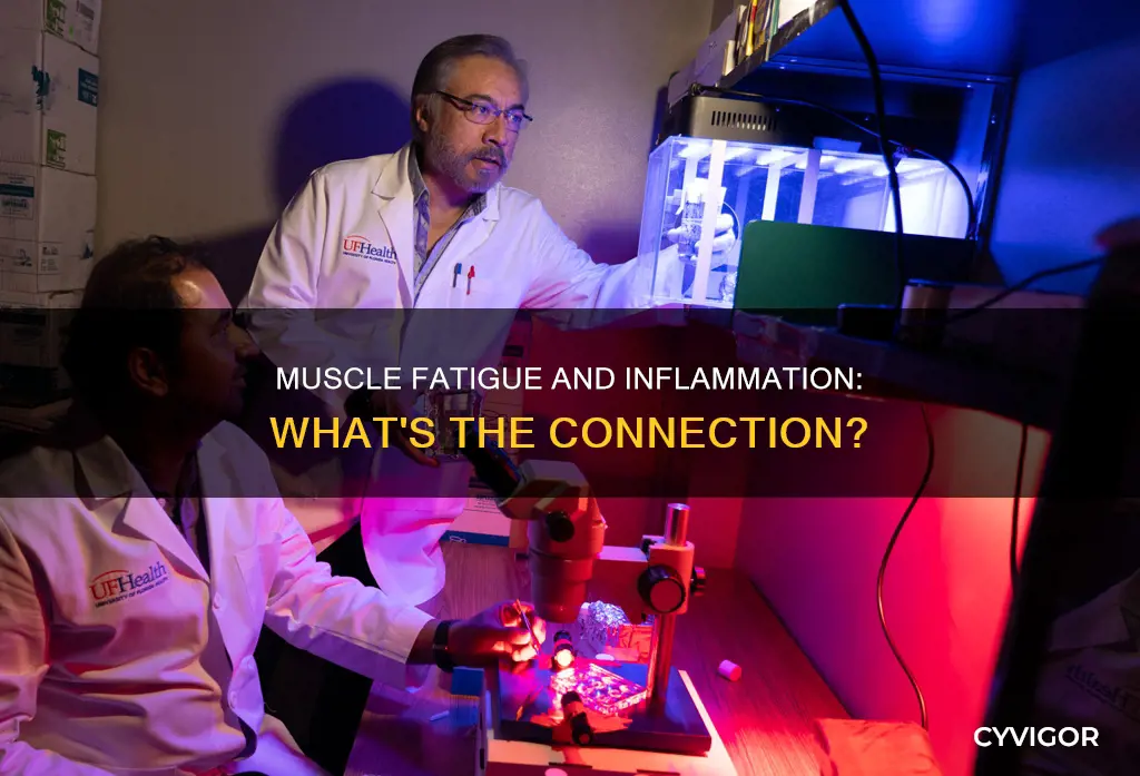 Muscle Fatigue And Inflammation: What's The Connection? | CyVigor
