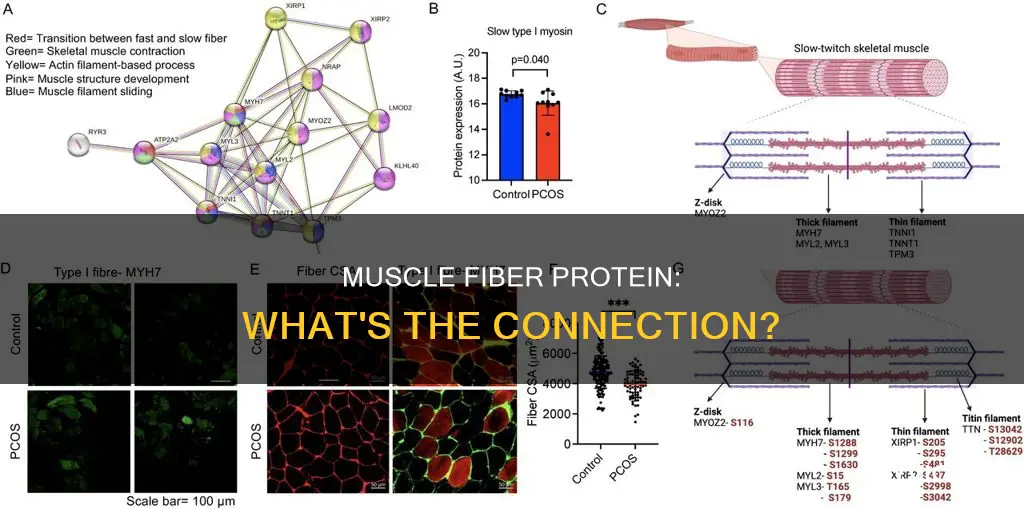 Muscle Fiber Protein: What's The Connection? | CyVigor