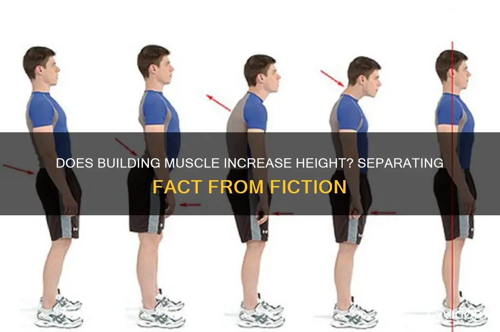 Does Building Muscle Increase Height? Separating Fact From Fiction ...