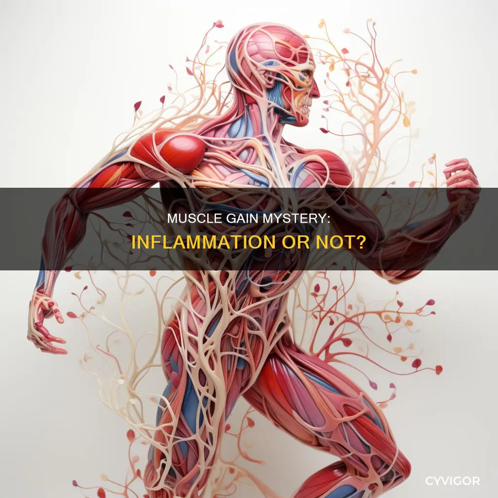 Muscle Gain Mystery: Inflammation Or Not? | CyVigor