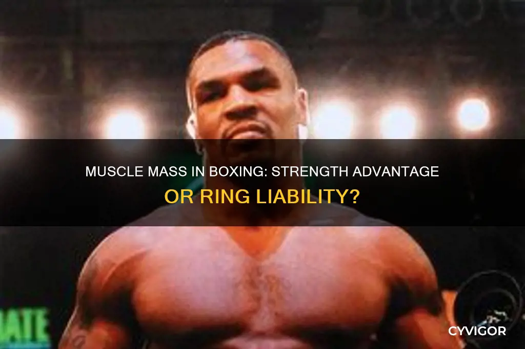 Muscle Mass In Boxing: Strength Advantage Or Ring Liability? | CyVigor